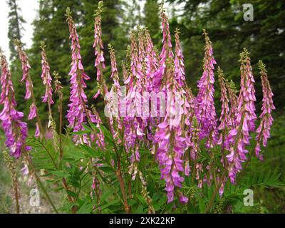 Alpine Sweet-vetch (Hedysarum alpinum) Plantae Stock Photo - Alamy