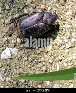 Typical Hermit Beetles (Osmoderma) Insecta Stock Photo - Alamy