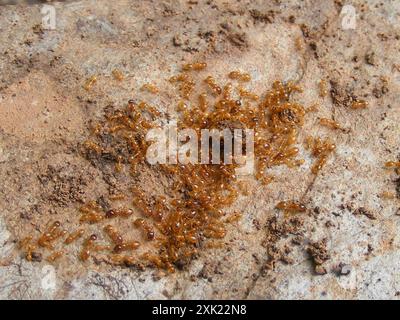 Yellow Fire Ant (Solenopsis punctaticeps) Insecta Stock Photo - Alamy