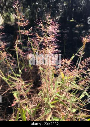 Molasses Grass (Melinis minutiflora) Plantae Stock Photo - Alamy