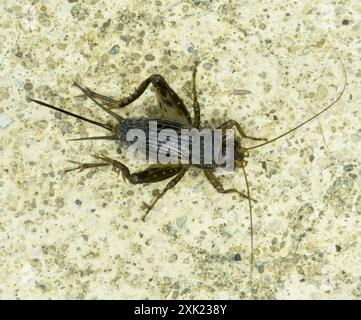 Robust Ground Crickets (Allonemobius) Insecta Stock Photo - Alamy