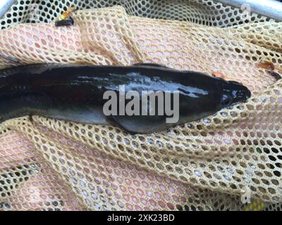 American Eel (Anguilla rostrata) Actinopterygii Stock Photo - Alamy
