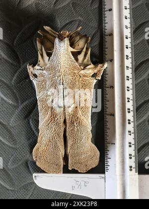 Gafftopsail Catfish (Bagre marinus) Actinopterygii Stock Photo - Alamy