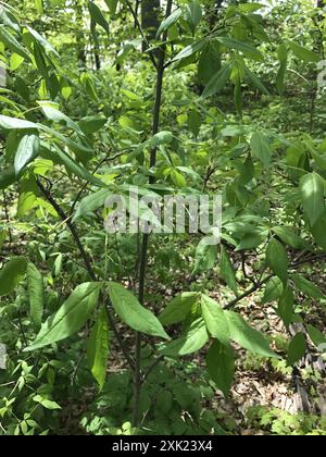 American bladdernut (Staphylea trifolia) Plantae Stock Photo - Alamy