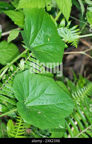 coastal manroot (Marah oregana) Plantae Stock Photo - Alamy