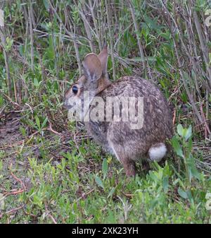 Swamp Rabbit (Sylvilagus aquaticus) Mammalia Stock Photo - Alamy