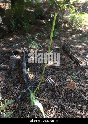 Flat Spurred Piperia (Platanthera transversa) Plantae Stock Photo - Alamy