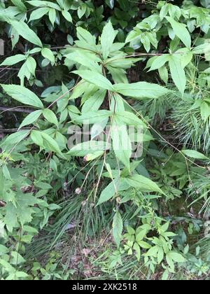 Bowman's root (Gillenia trifoliata) Plantae Stock Photo - Alamy