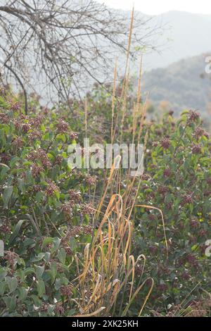 giant wild rye (Leymus condensatus) Plantae Stock Photo - Alamy
