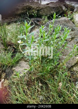 Hedge-hyssop (Gratiola officinalis) Plantae Stock Photo - Alamy