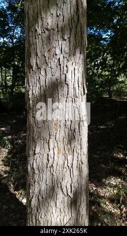 swamp chestnut oak (Quercus michauxii) Plantae Stock Photo - Alamy