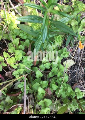 yerba buena (Clinopodium douglasii) Plantae Stock Photo - Alamy