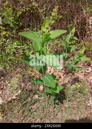 hemp dogbane (Apocynum cannabinum) Plantae Stock Photo - Alamy