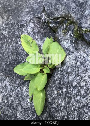 primrose-leaved violet (Viola primulifolia) Plantae Stock Photo - Alamy