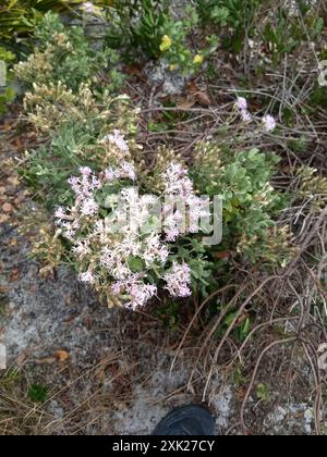 garberia (Garberia heterophylla) Plantae Stock Photo - Alamy