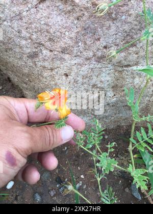 Arizona poppy (Kallstroemia grandiflora) Plantae Stock Photo - Alamy