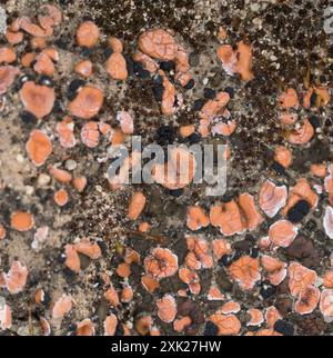 Blushing Scale (Psora decipiens Stock Photo - Alamy