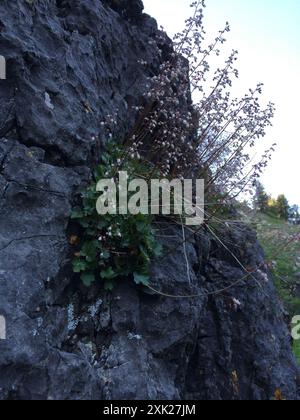 pink alumroot (Heuchera rubescens) Plantae Stock Photo - Alamy