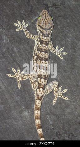 Large Forest Gecko (Gekko smithii) Reptilia Stock Photo - Alamy