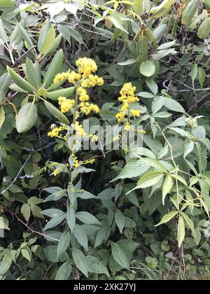 northern rough-leaved goldenrod (Solidago patula patula) Plantae Stock ...