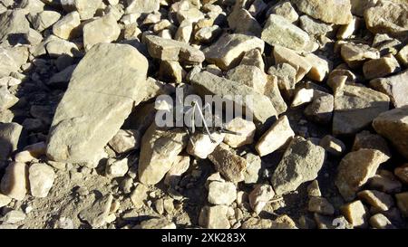 Mormon Cricket (Anabrus simplex), Insecta, Rangely, CO 81648, USA Stock ...
