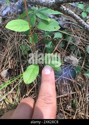 shinleaf (Pyrola elliptica) Plantae Stock Photo - Alamy