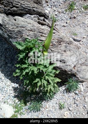 dragon arum (Dracunculus vulgaris) Plantae Stock Photo - Alamy