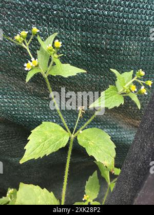 galinsogas (Galinsoga) Plantae Stock Photo - Alamy