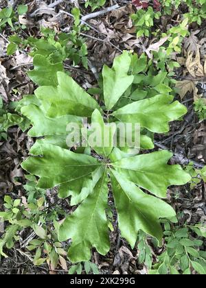 southern red oak (Quercus falcata) Plantae Stock Photo - Alamy