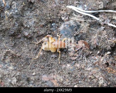 Camel Crickets (Ceuthophilus) Insecta Stock Photo - Alamy