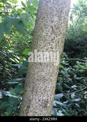 Wonder tree (Idesia polycarpa) Plantae Stock Photo - Alamy
