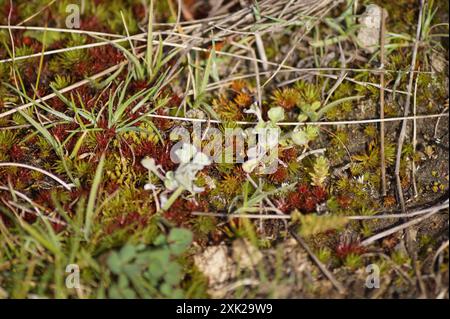 Spoon Leaved Cudweed (Stuartina muelleri) Plantae Stock Photo - Alamy
