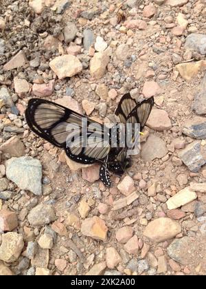 (Methona confusa psamathe) Insecta Stock Photo - Alamy