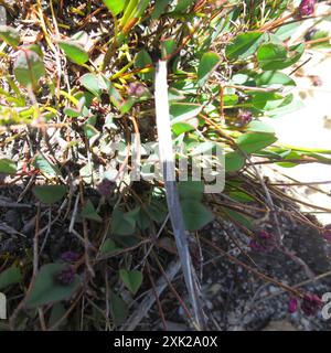 Indigofera culmenicola MS (Indigofera sp3) Plantae Stock Photo - Alamy