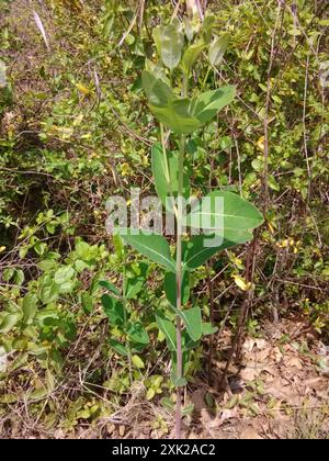 hemp dogbane (Apocynum cannabinum) Plantae Stock Photo - Alamy