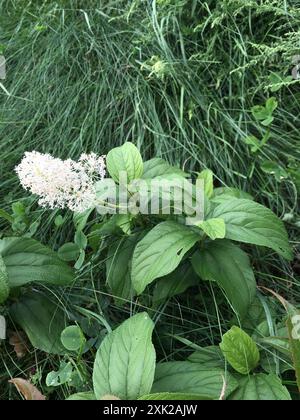 New Jersey tea (Ceanothus americanus) Plantae Stock Photo - Alamy