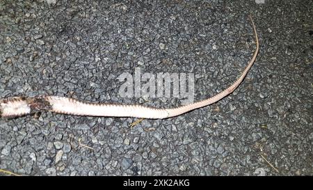 Eastern Coachwhip (Masticophis flagellum flagellum) Reptilia Stock ...