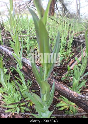 Tower Mustard (Turritis glabra) Plantae Stock Photo - Alamy