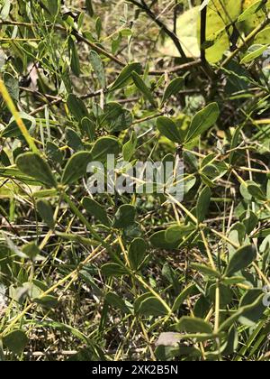 eastern prairie blue wild indigo (Baptisia australis aberrans) Plantae ...