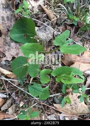 pale Indian plantain (Arnoglossum atriplicifolium) Plantae Stock Photo ...