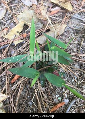 variable witchgrass (Dichanthelium commutatum) Plantae Stock Photo - Alamy