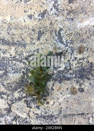 Canadian Waterweed (Elodea canadensis) Plantae Stock Photo - Alamy