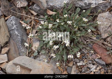 white bladderpod (Physaria purpurea) Plantae Stock Photo - Alamy