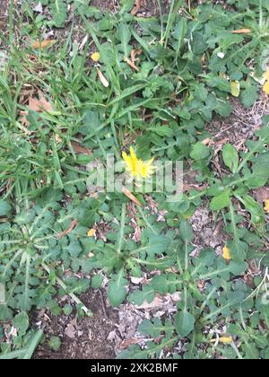 Prostrate Capeweed (Arctotheca prostrata) Plantae Stock Photo - Alamy