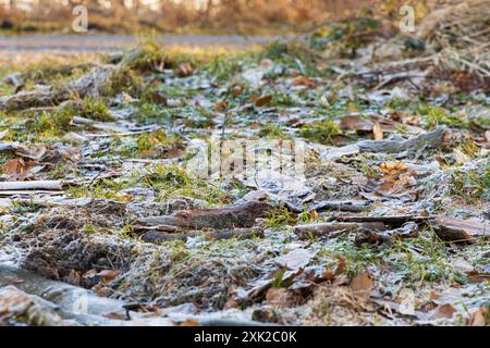 Piles of leaves and dry sticks covered with ice at morning lying next ...