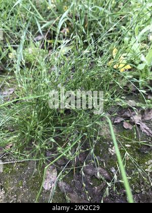 Toad rush (Juncus bufonius) Plantae Stock Photo - Alamy