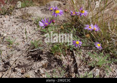 Tahoka daisy (Machaeranthera tanacetifolia) Plantae Stock Photo - Alamy