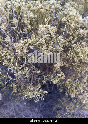 sticky snakeweed (Gutierrezia microcephala) Plantae Stock Photo - Alamy