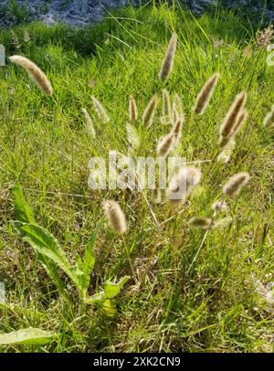 rabbitfoot grass (Polypogon monspeliensis) Plantae Stock Photo - Alamy