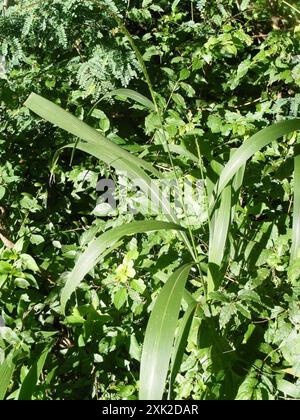 Broadleaf Bristlegrass (Setaria megaphylla) Plantae Stock Photo - Alamy